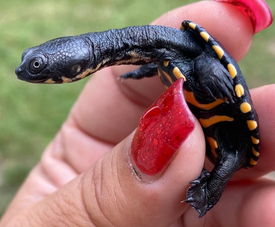 Baby Timor Snakeneck Turtles Snake-Necked Turtle by Crutchfield Farms