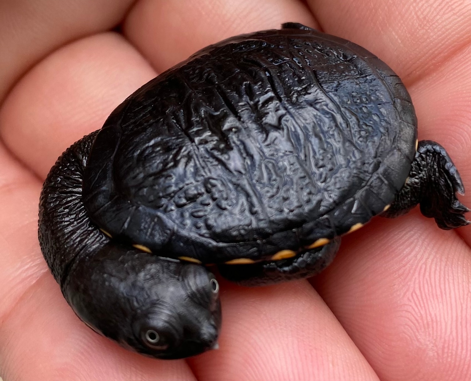 Baby Timor Snakeneck Turtles Side & Snake-necked Turtle by Crutchfield ...