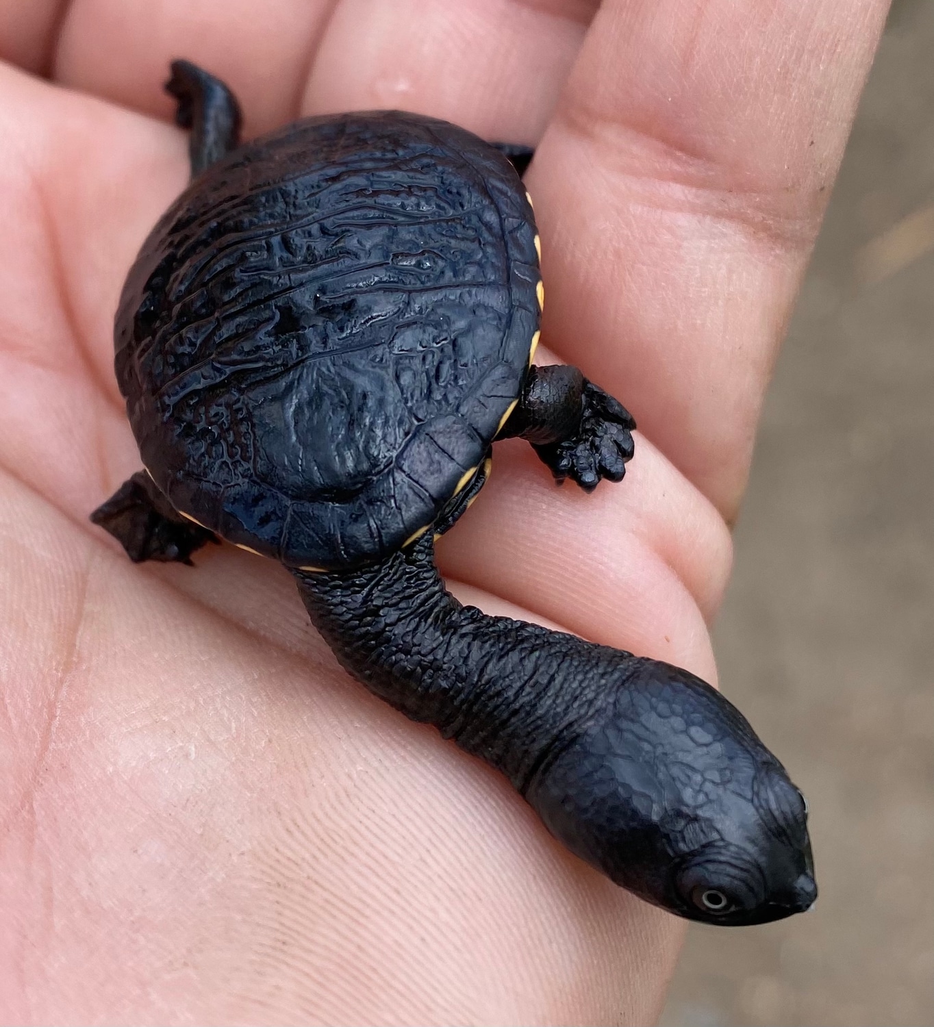 Baby Timor Snakeneck Turtles Side & Snake-necked Turtle by Crutchfield ...