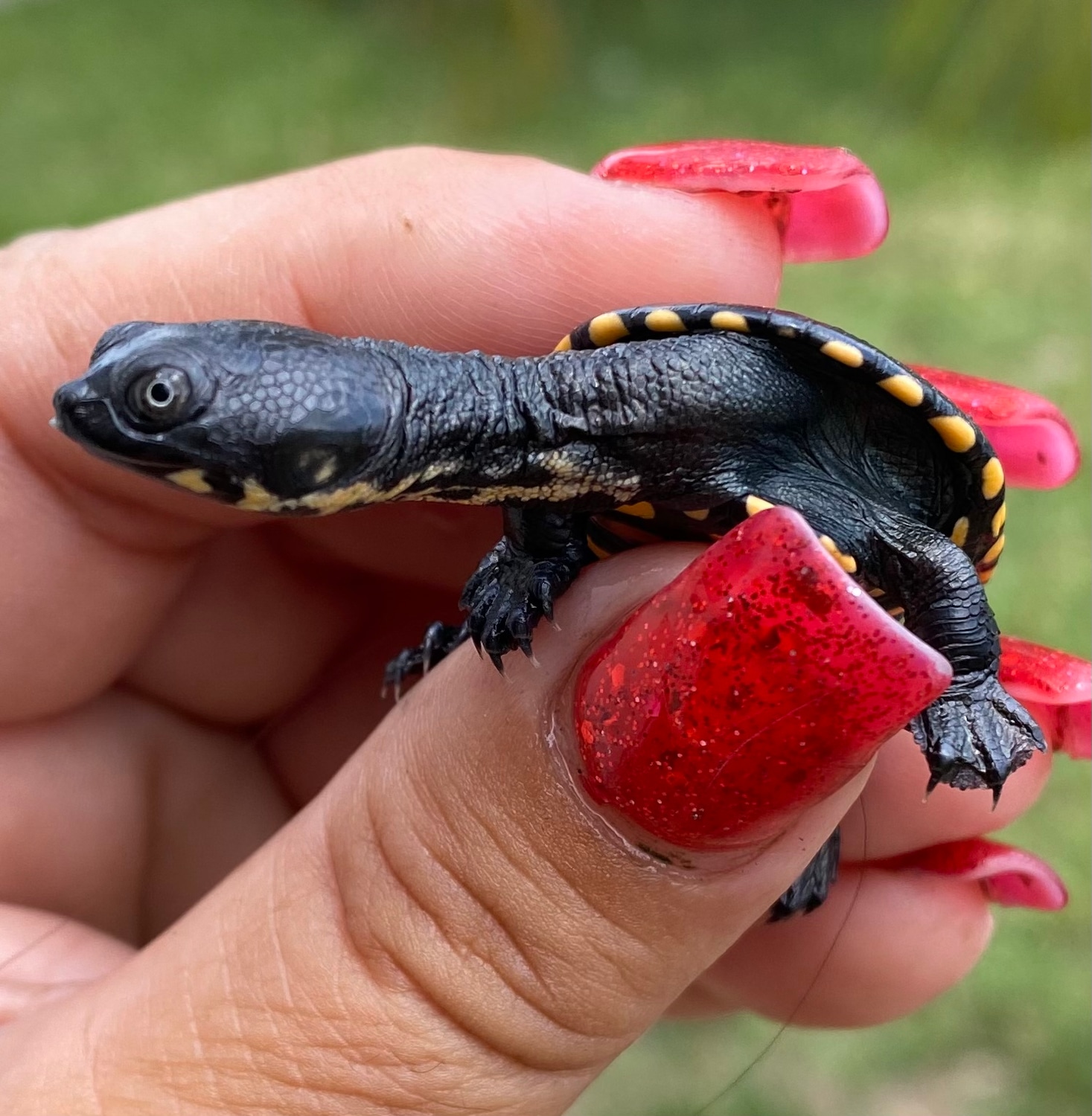 Baby Timor Snakeneck Turtles Side & Snake-necked Turtle by Crutchfield ...