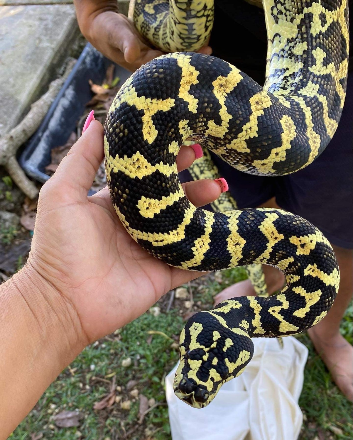 Carpet Jungle Carpet Python by Crutchfield Farms - MorphMarket