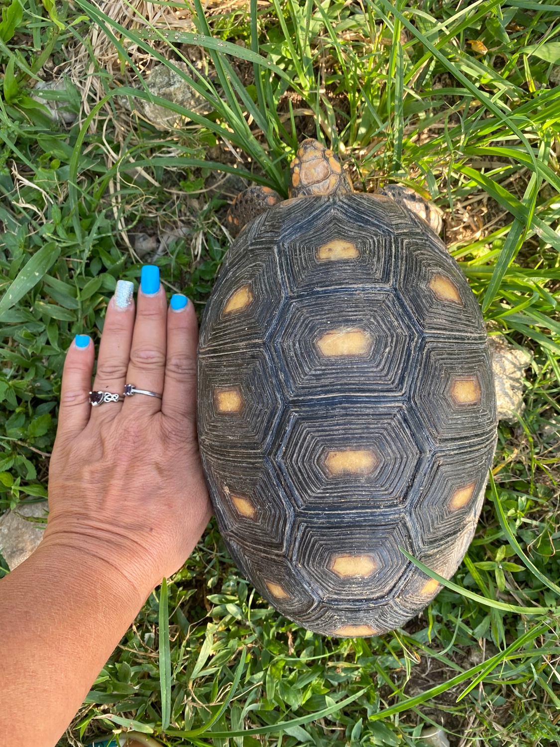 Redfoot Tortoise Pair Red-footed Tortoise by Crutchfield Farms ...