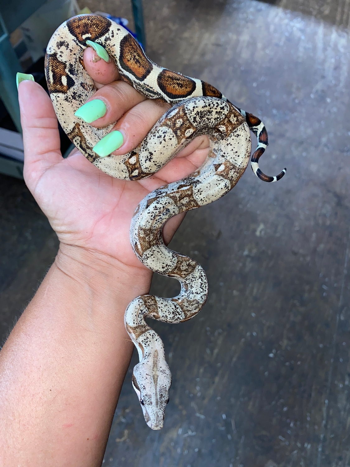 Columbian Melanistic Patches Boa Constrictor by Crutchfield Farms ...