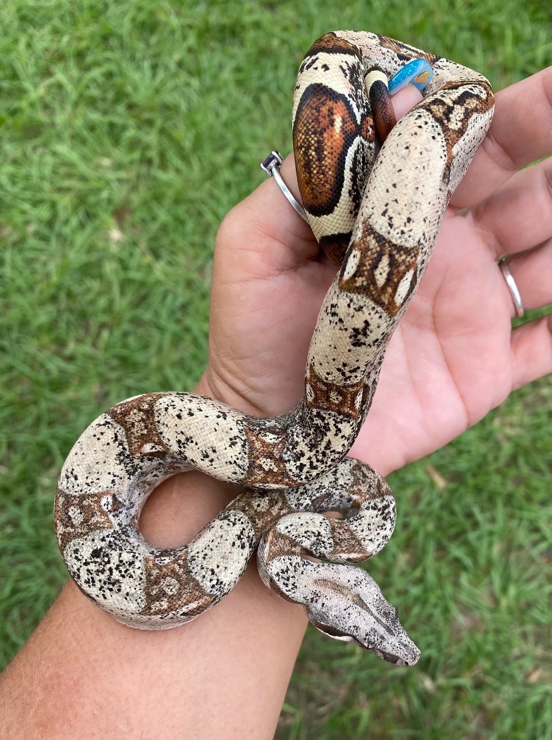 Melanistic Patched Boa Constrictor by Crutchfield Farms - MorphMarket