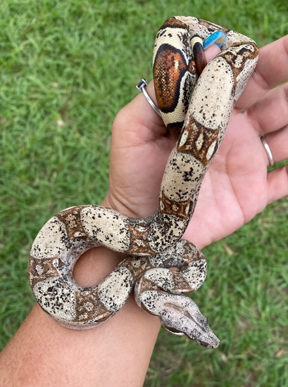 Melanistic Patched BCI Boa Constrictor by Crutchfield Farms