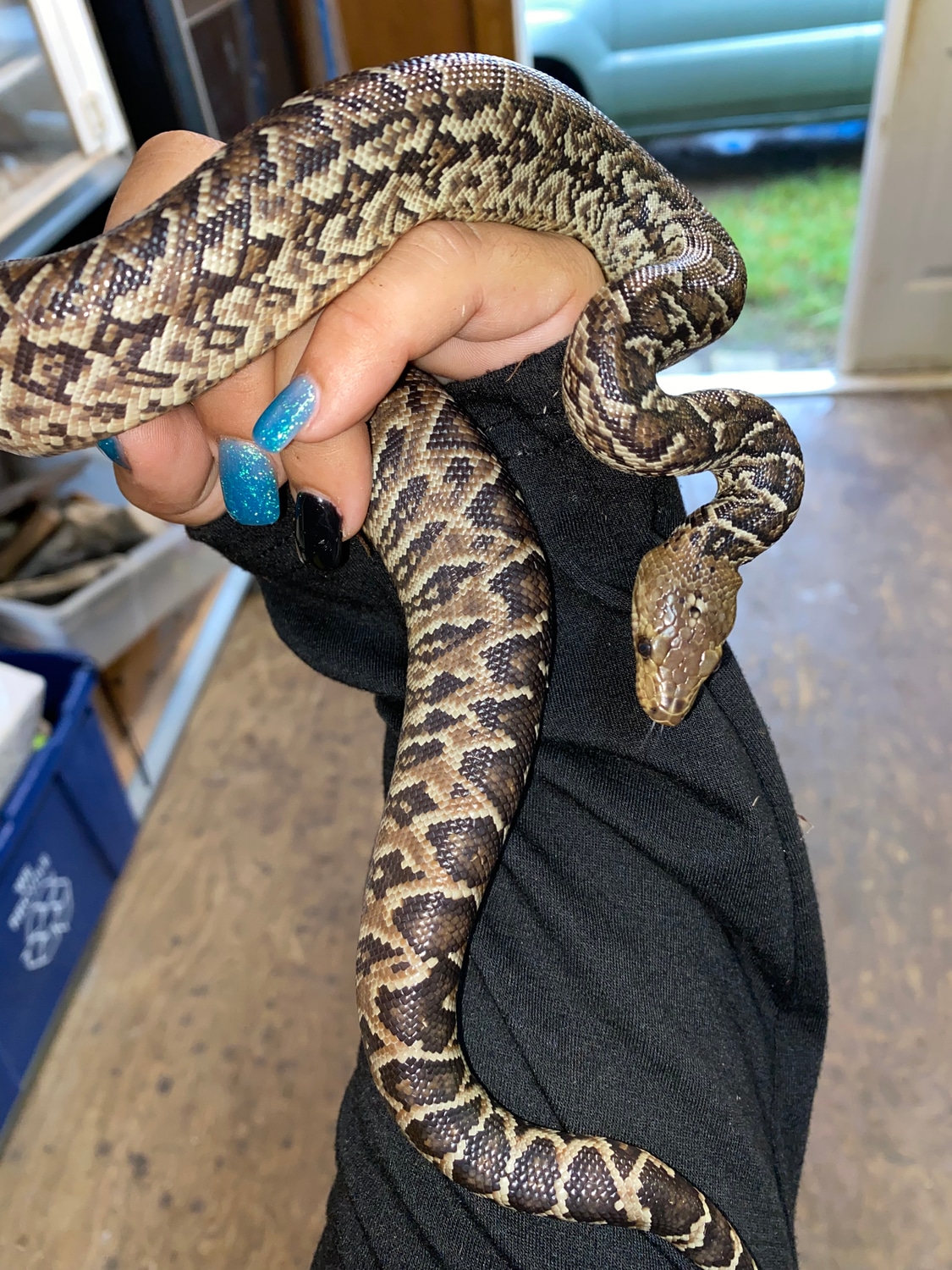Pair Of Cuban Boa Babies Other Boa by Crutchfield Farms - MorphMarket