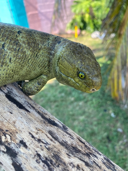Bonded Pair Of Monkey-tail Skinks Monkey-Tailed Skink by Crutchfield Farms