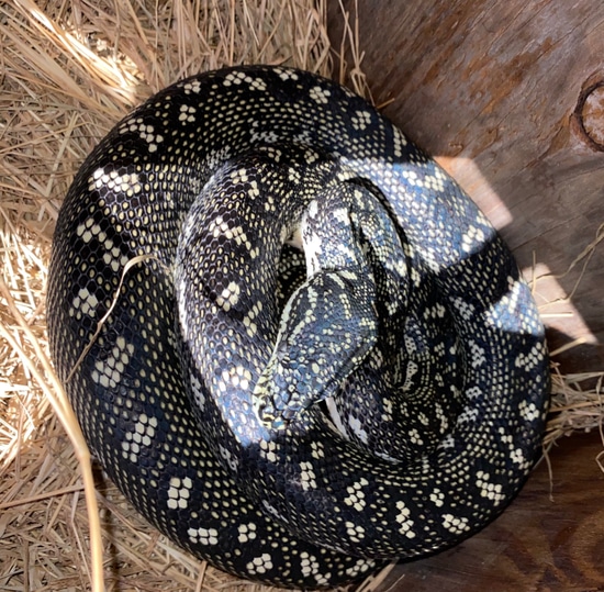 Diamond Python Diamond Carpet Python by Crutchfield Farms