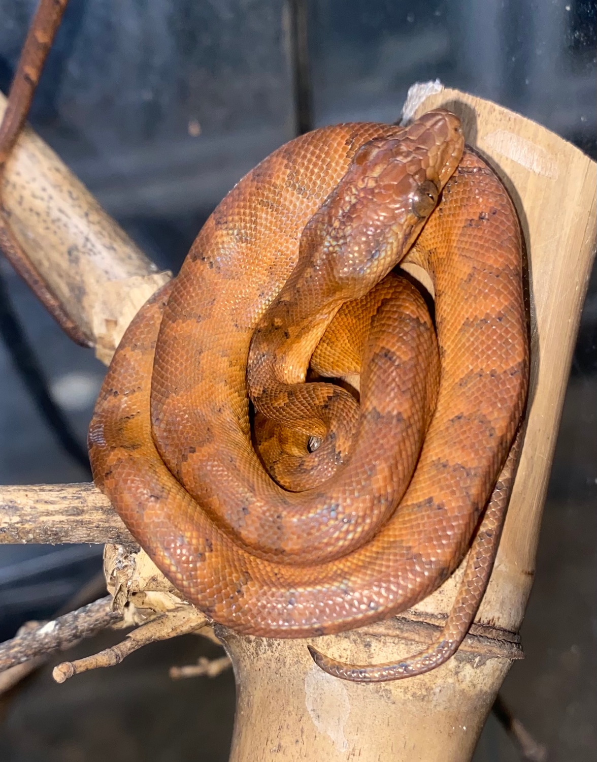 Out Of Calico DMRBs SALE!!! More Boa by Crutchfield Farms - MorphMarket