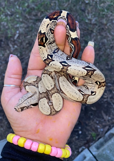 PAIR Peruvian Redtail BCC True Red-Tailed Boa Constrictor by ...