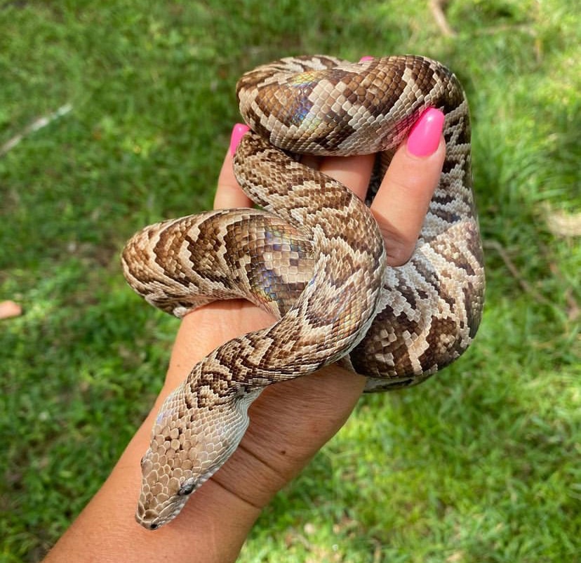 Cuban Boa Pair More Boa by Crutchfield Farms - MorphMarket