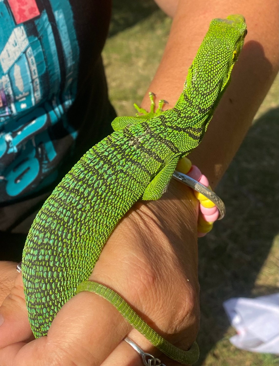 🔥🔥 🔥🔥 Green Tree Monitor by Crutchfield Farms - MorphMarket