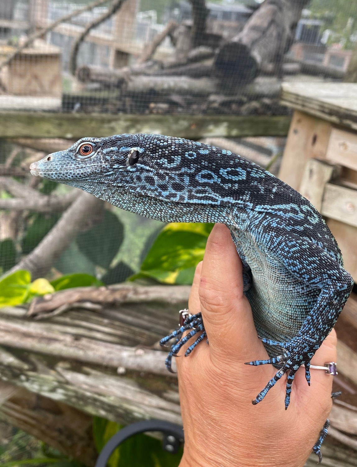 USCBB Macraei Beauty Blue Tree Monitor by Crutchfield Farms - MorphMarket