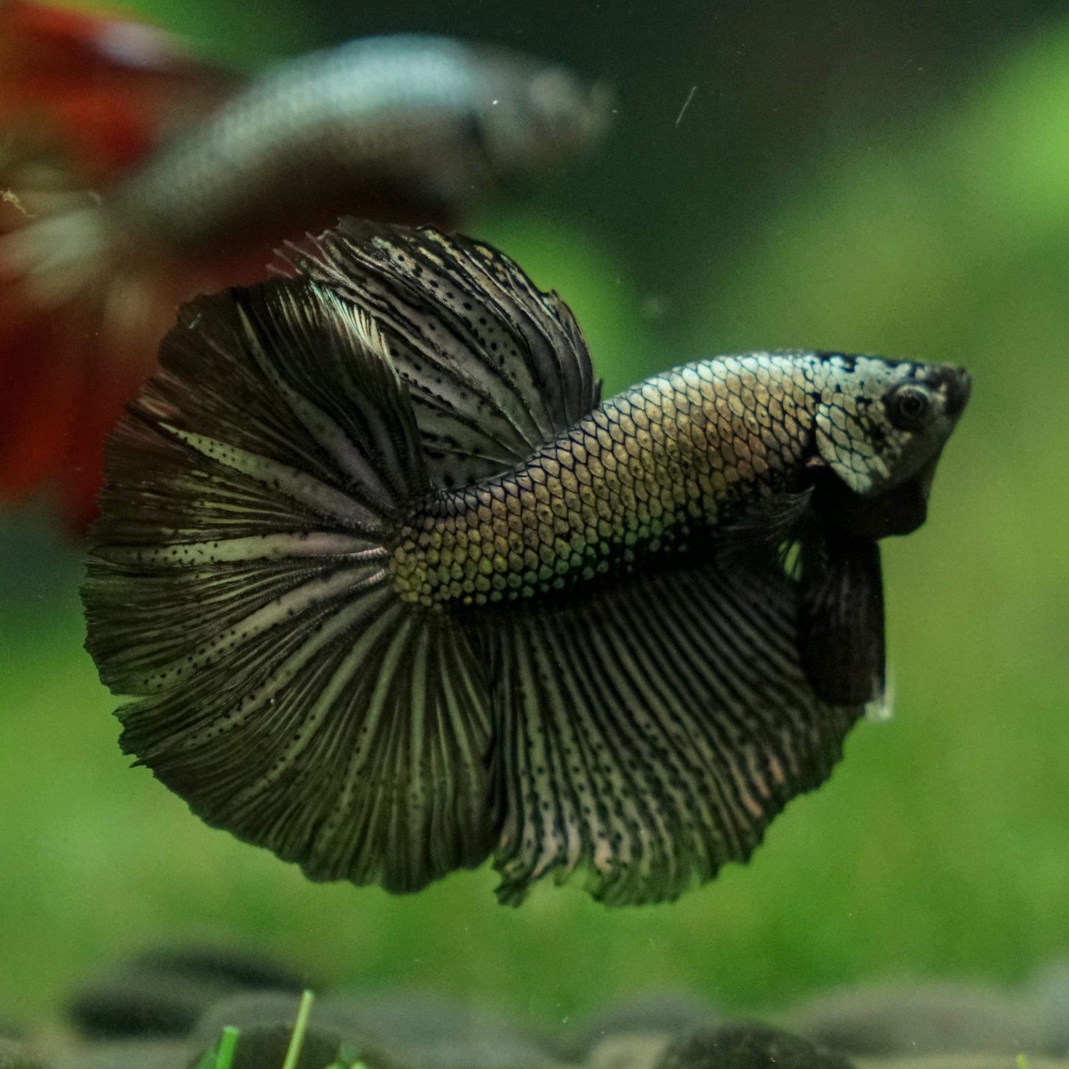 Black Copper Halfmoon Betta B Domestic & Ornamental by OnlyFins ...