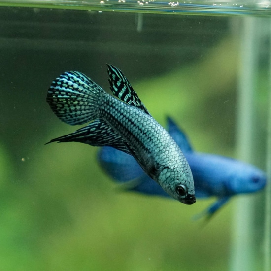 Copper Green Alien Betta Hybrid Domestic & Ornamental by OnlyFins ...