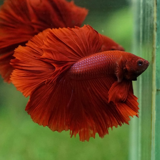 Super Red Half Moon Betta Splendens Domestic & Ornamental by OnlyFins ...