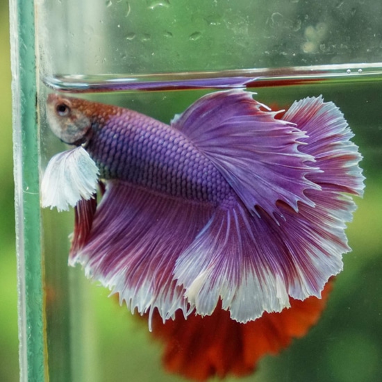 Lavender Dumbo Betta Splendens A Domestic & Ornamental by OnlyFins ...