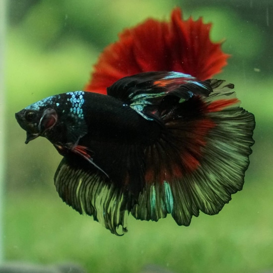 Avatar Half Moon Betta Splendens B Domestic & Ornamental by OnlyFins ...