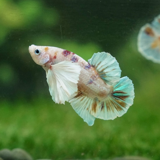 Candy Koi Dumbo Betta Domestic & Ornamental by OnlyFins Aquatics and ...