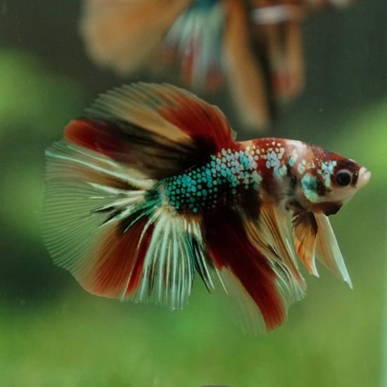 Koi Half Moon Betta Splendens Domestic & Ornamental by OnlyFins ...