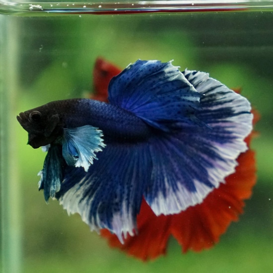 Blue Dumbo Betta Domestic & Ornamental by OnlyFins Aquatics and Amphibians