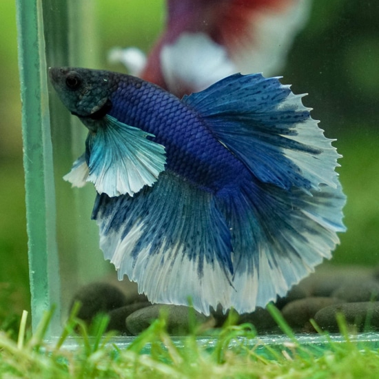 Blue Dumbo Betta Domestic & Ornamental by OnlyFins Aquatics and Amphibians