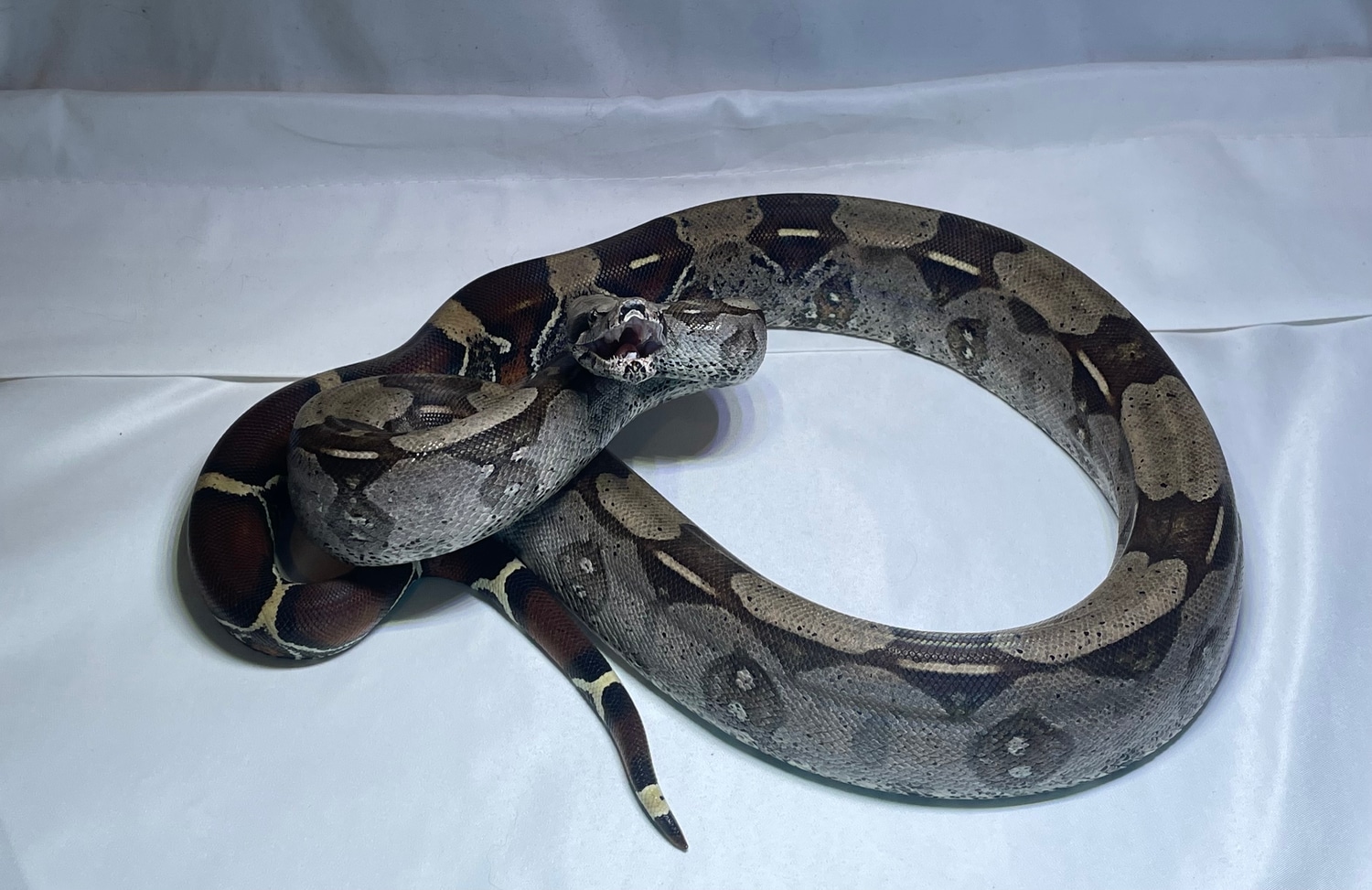 BCC Guyana Red-Tail Boa Boa Constrictor by Vega Herping Kingdom ...