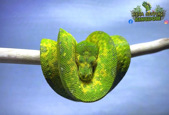 USCB Biak Green Tree Python by Vega Herping Kingdom