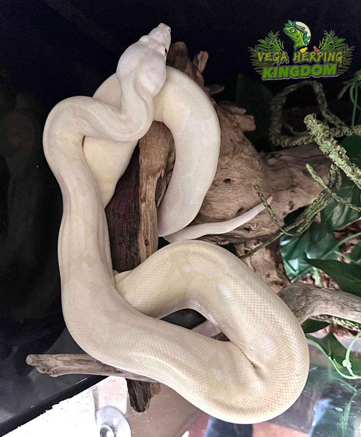 Snow Boa Constrictor by Vega Herping Kingdom - MorphMarket