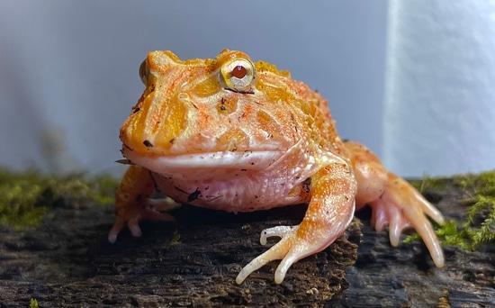Raspberry Pac-Man Frog Pacman Frog by Vega Herping Kingdom