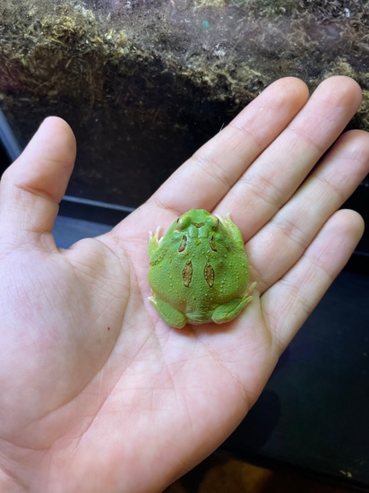 Matcha Pac-Man Frogs Pacman Frog by Vega Herping Kingdom