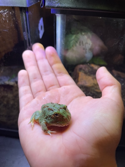 Peppermint Pac-Man Frog Pacman Frog by Vega Herping Kingdom