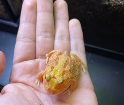 Raspberry Pacman Horned Frog by Vega Herping Kingdom - MorphMarket