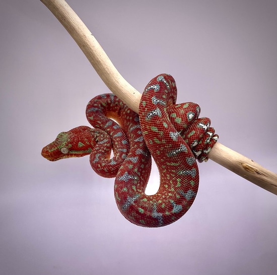 High Blue Baby Emerald Tree Boa Northern Emerald Tree Boa by Vega ...