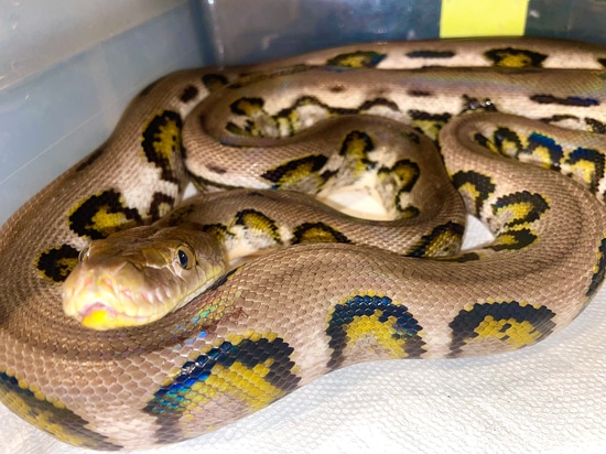 Pure 100% Jaguar Reticulated Python by Vega Herping Kingdom