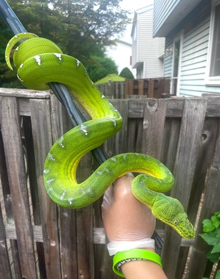 Adult USCB Northern Emerald Northern Emerald Tree Boa by Vega Herping ...