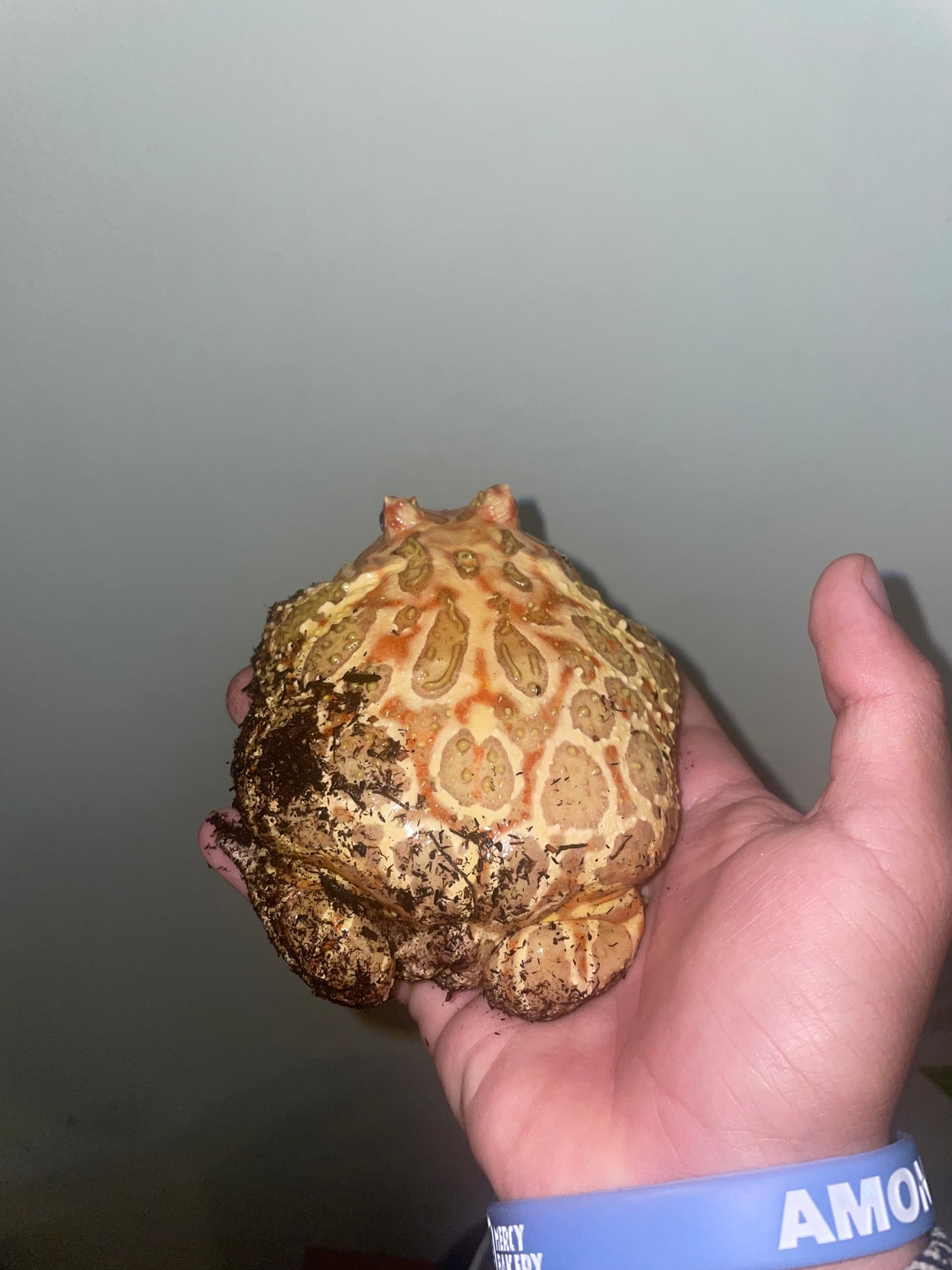MASSIVE Pineapple Pacman Frog by Vega Herping Kingdom - MorphMarket