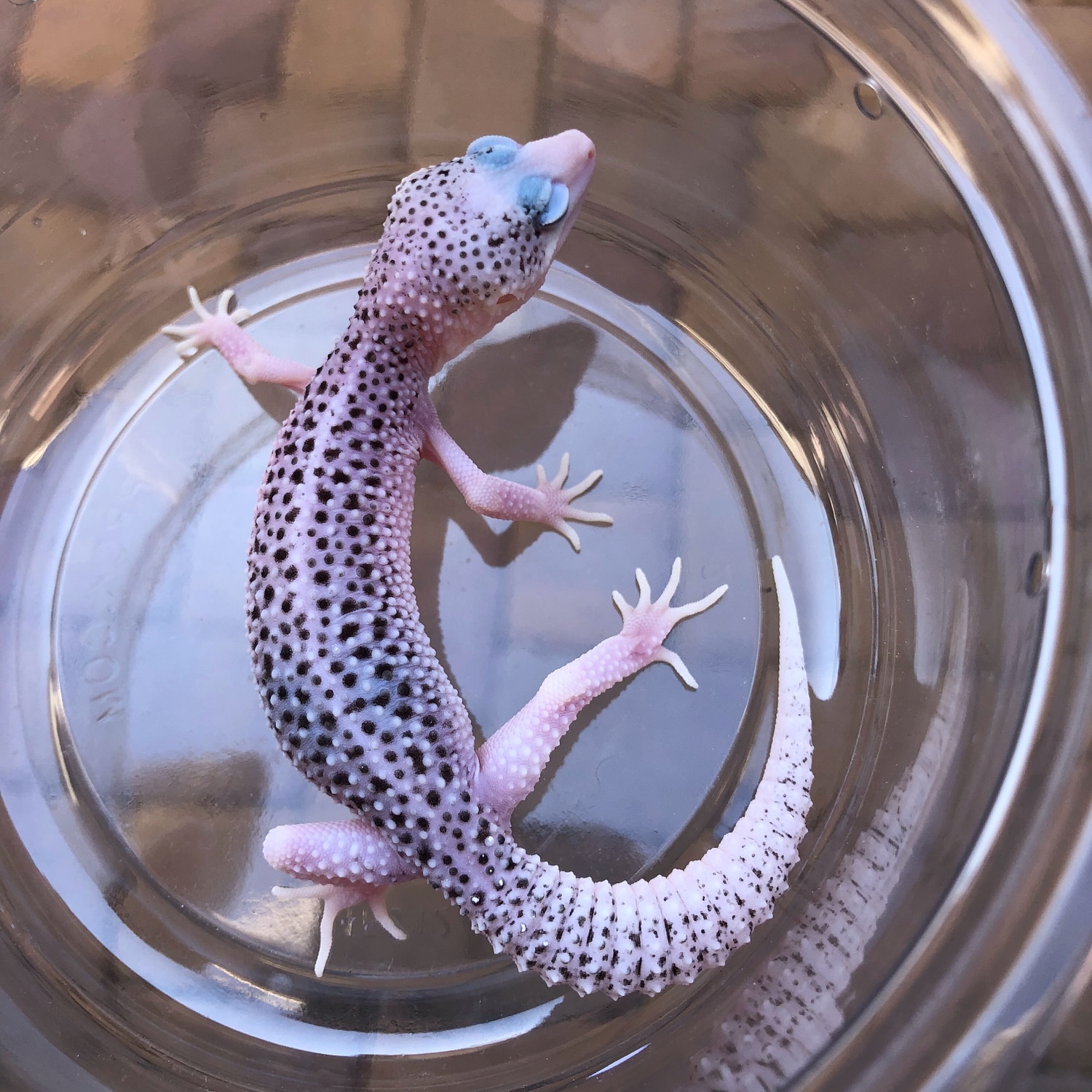 Super Snow Eclipse Leopard Gecko by Vegasgecko - MorphMarket