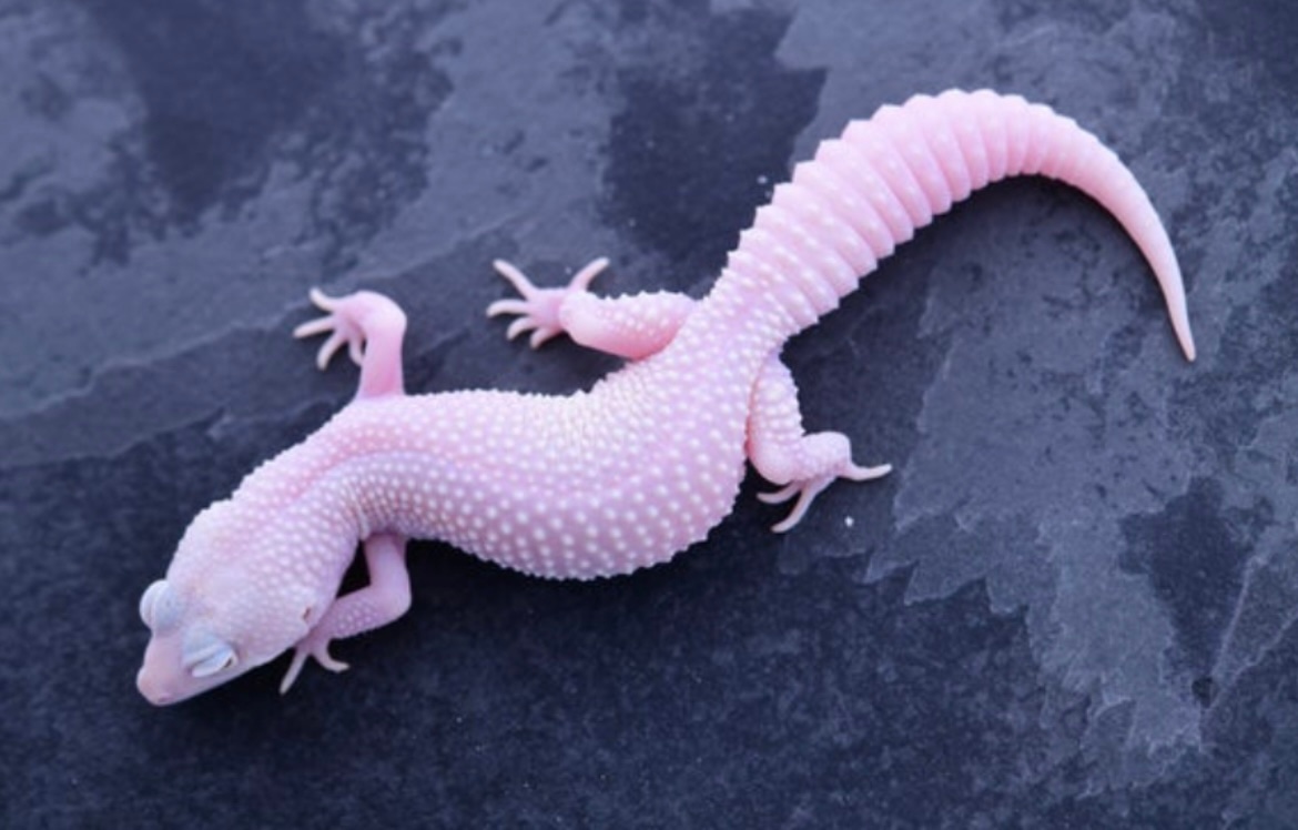 Mack Snow Diablo Blanco Leopard Gecko by Vegasgecko - MorphMarket