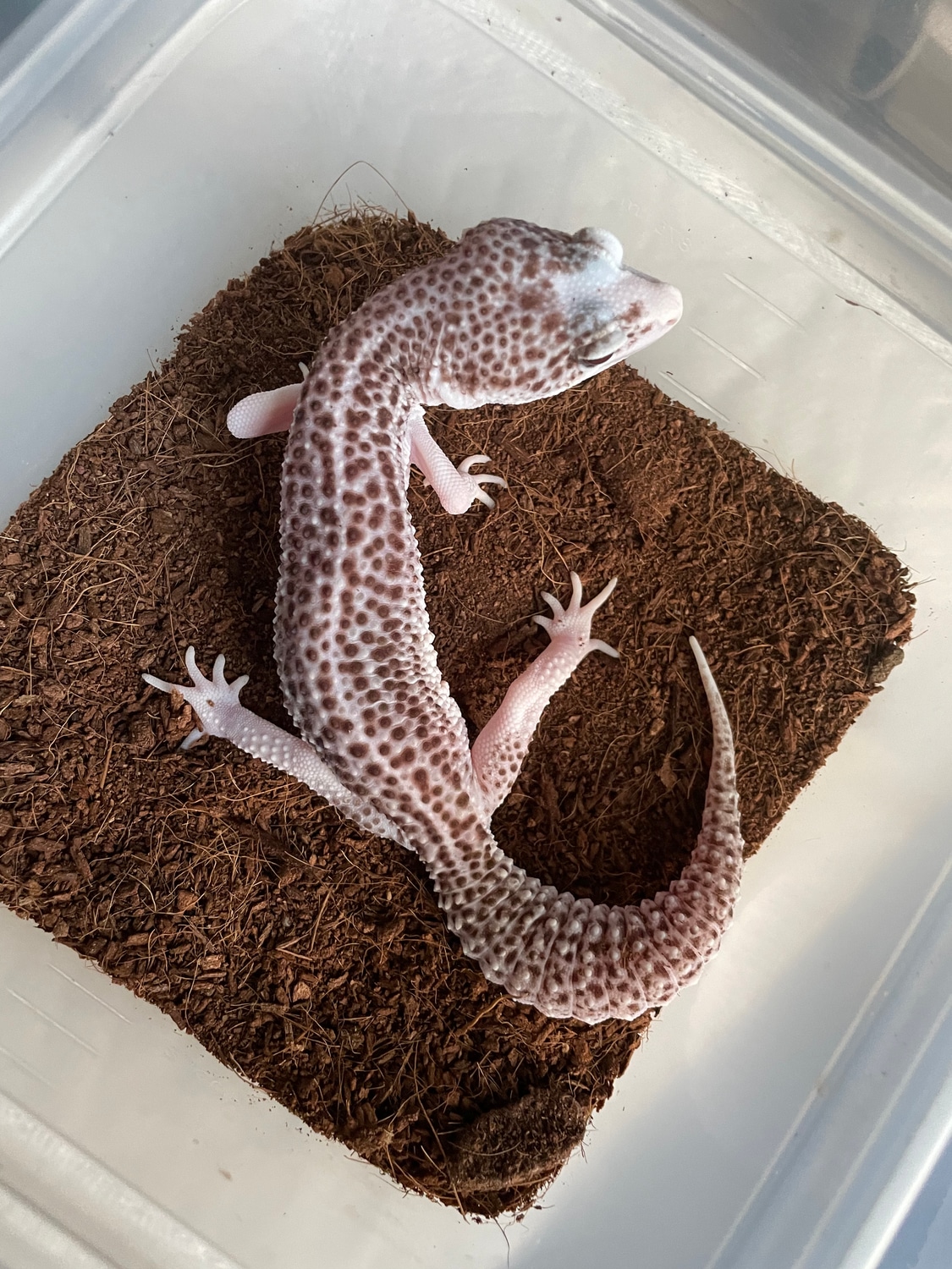 Super Snow Eclipse Leopard Gecko by Vegasgecko - MorphMarket
