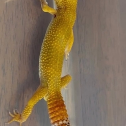 Vegas Golden Geckos - MorphMarket