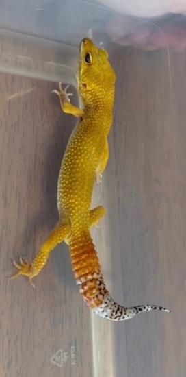 Charizard Leopard Gecko by Vegas Golden Geckos