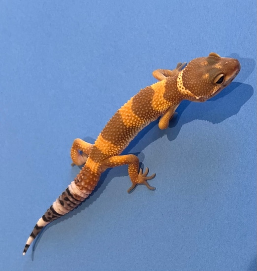 White & Yellow Tangerine Leopard Gecko by Vegas Golden Geckos