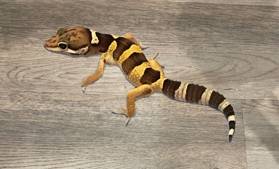 Normal - FS001 Leopard Gecko by Vegas Golden Geckos