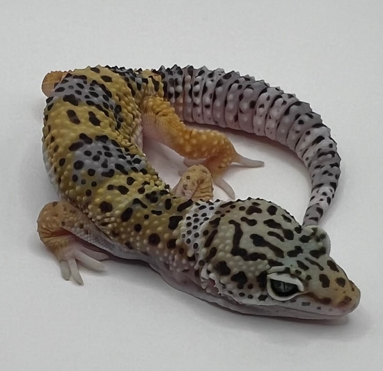 Normal - LS002 Leopard Gecko by Vegas Golden Geckos