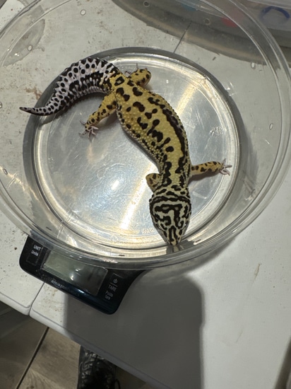 Seven Leopard Gecko by Vegas Golden Geckos