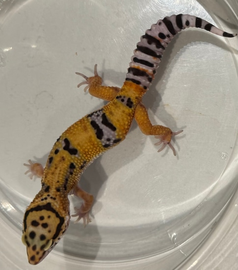 BLACK FRIDAY SALE Extreme Bold Tangerine Leopard Gecko by Vegas Golden ...