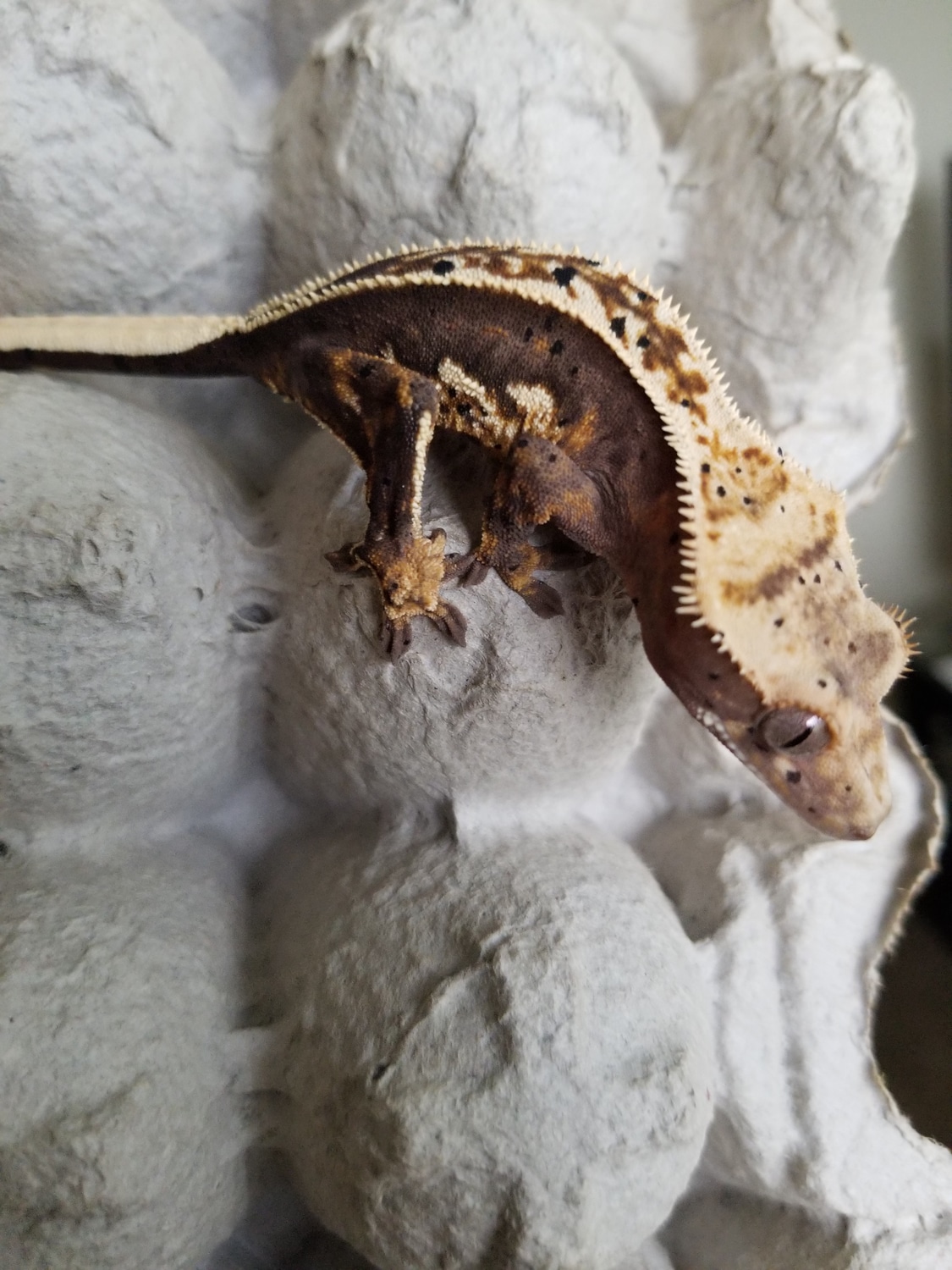 Pinstripe With Spotting Crested Gecko by Velcro Foot Exotics - MorphMarket