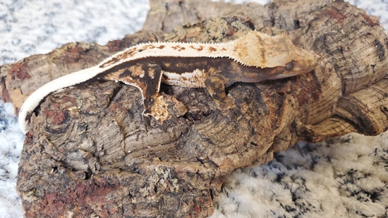 Dark And Cream Crested Gecko by Velcro Foot Exotics