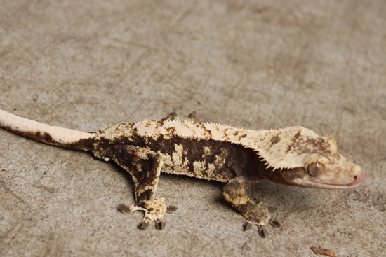 Dark And Cream Crested Gecko by Velcro Foot Exotics